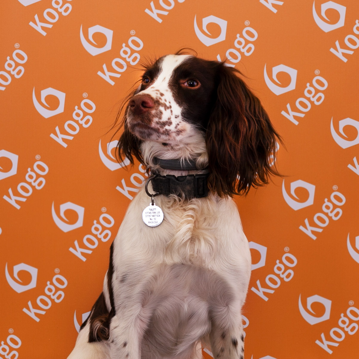 Kogo